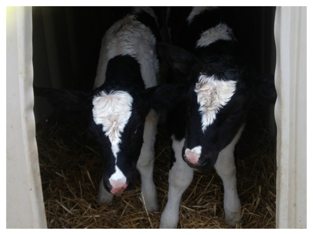 AI Breeding Goals – HeimDairy