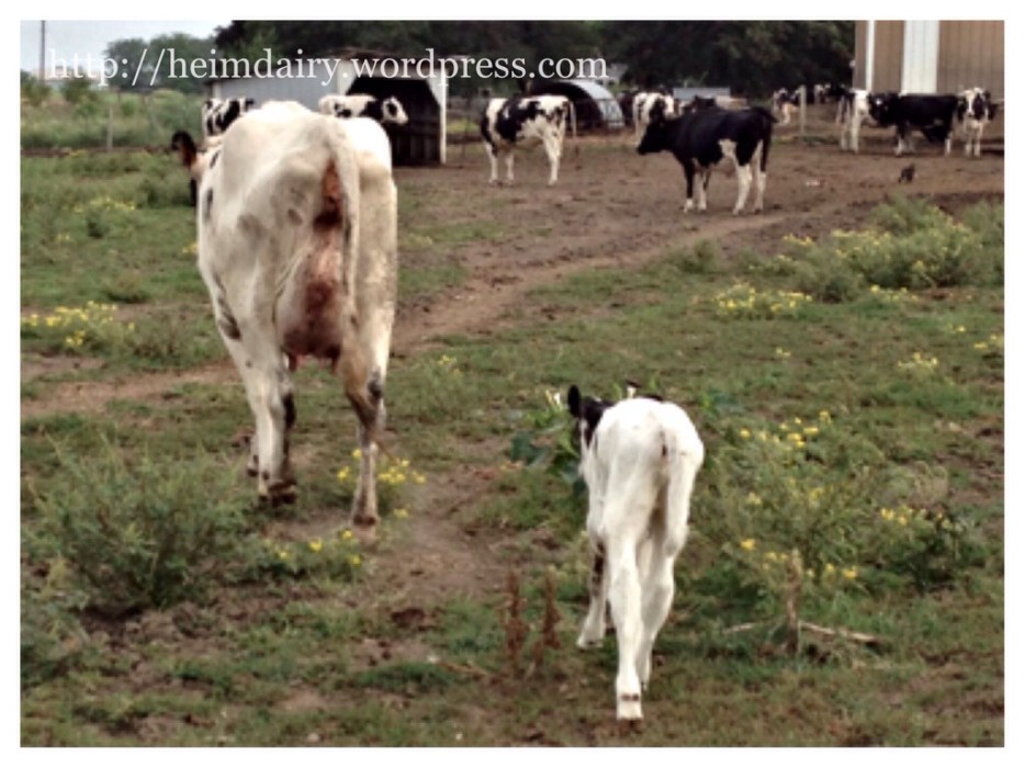 Calf Care Part 1: Why do dairy farmers separate calves from their ...