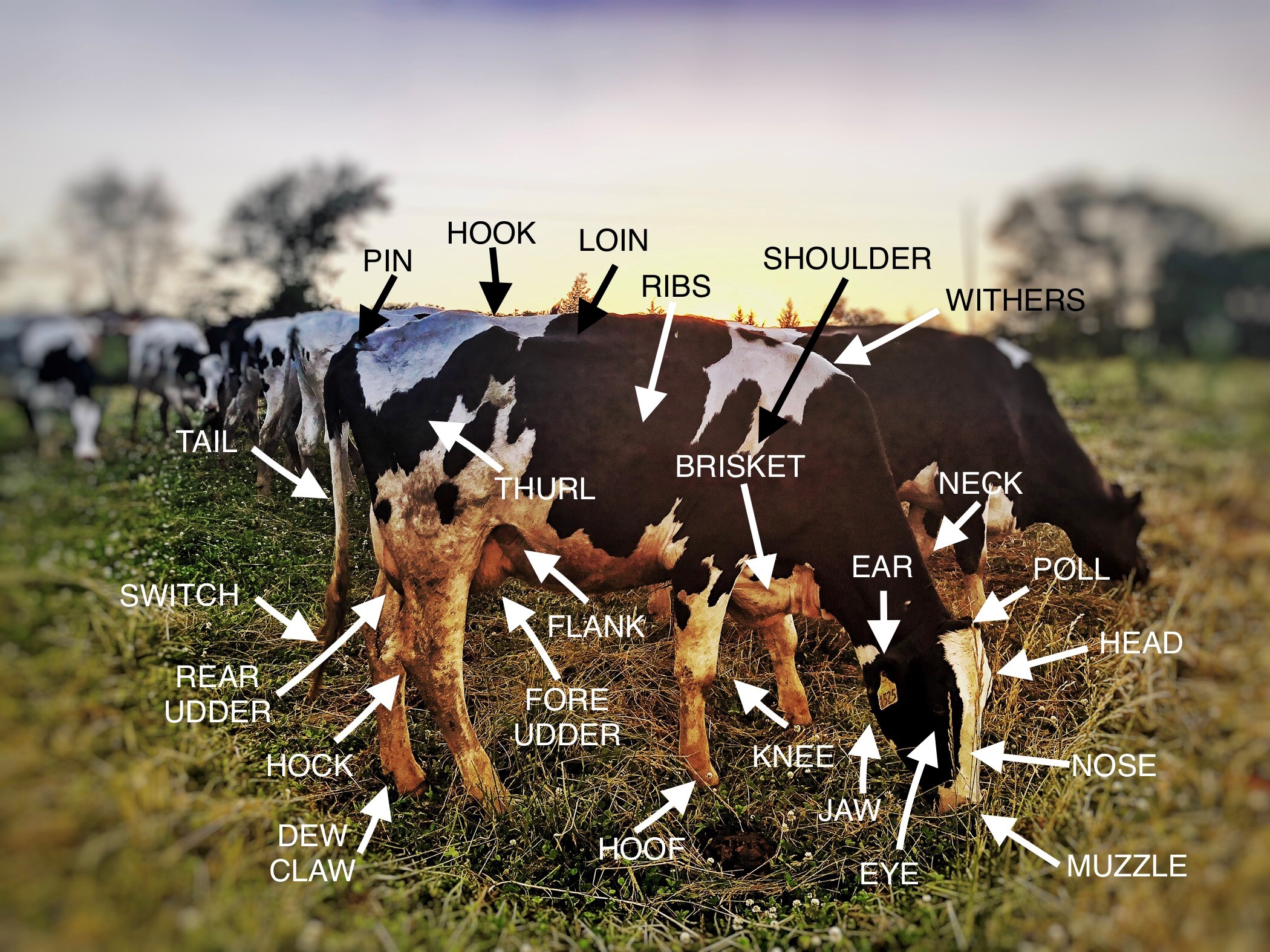 Bovine Basics: Cow Parts Head to Tail – HeimDairy