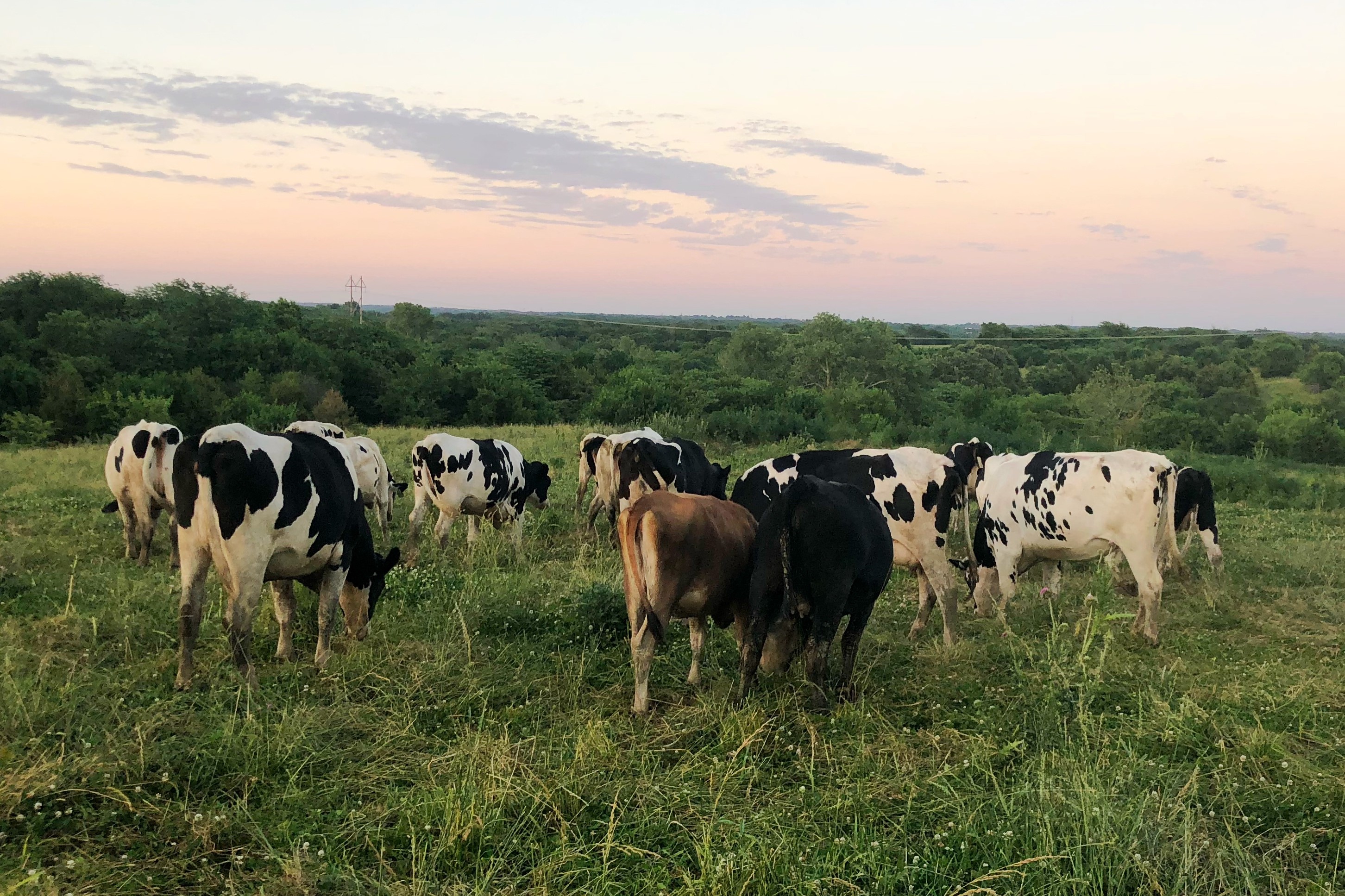 Bovine Basics: Cattle Breeds – HeimDairy