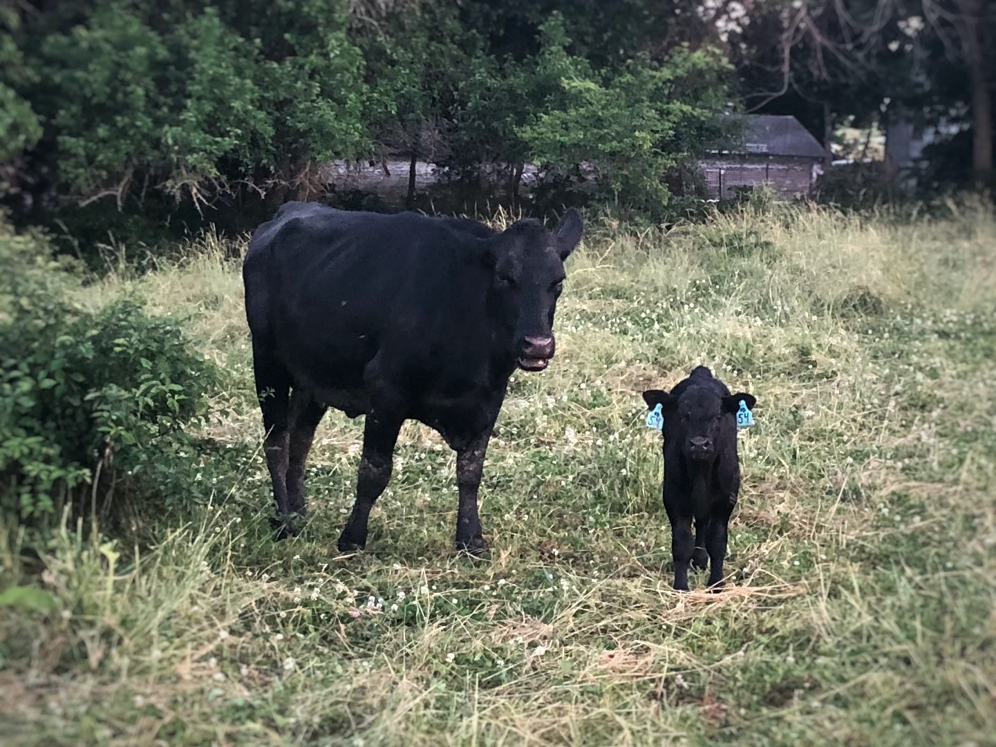Bovine Basics: Cattle Breeds – HeimDairy