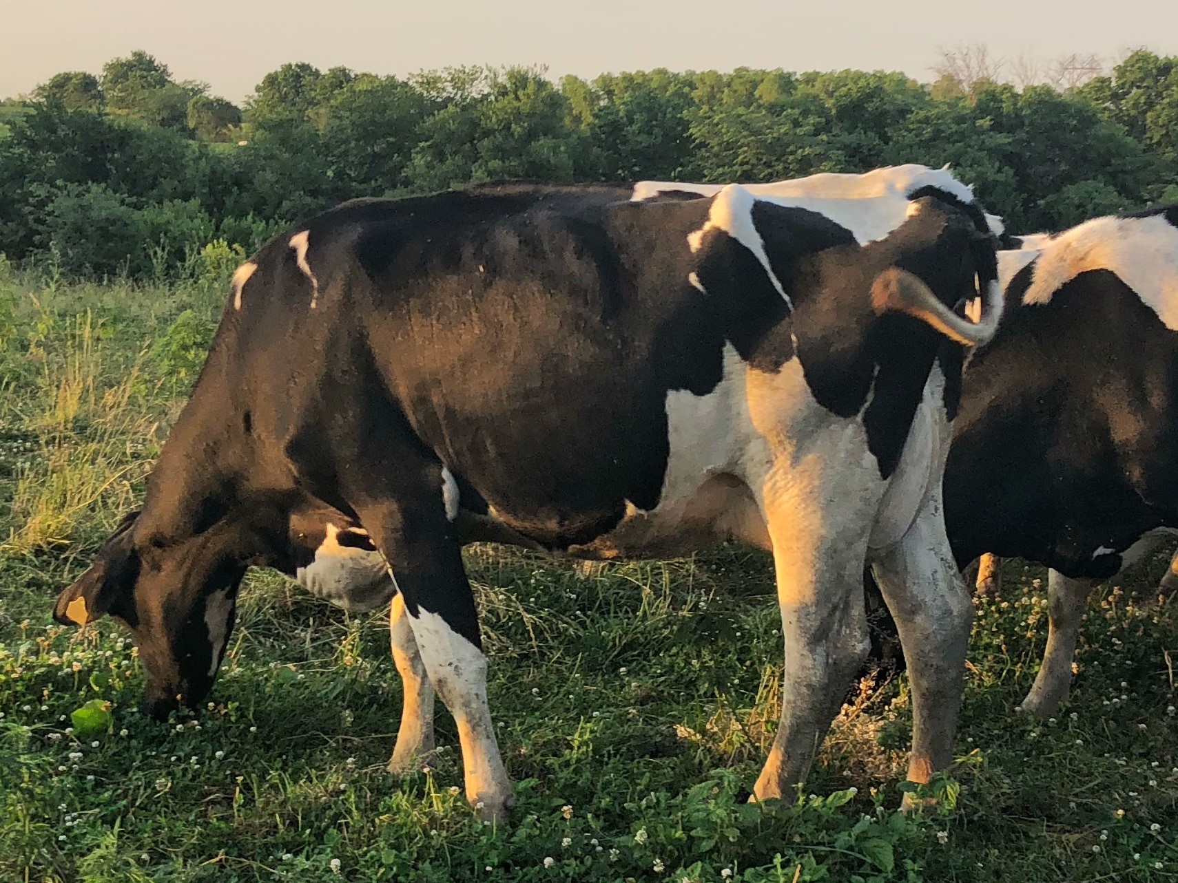Bovine Basics: Cow Parts Head to Tail – HeimDairy