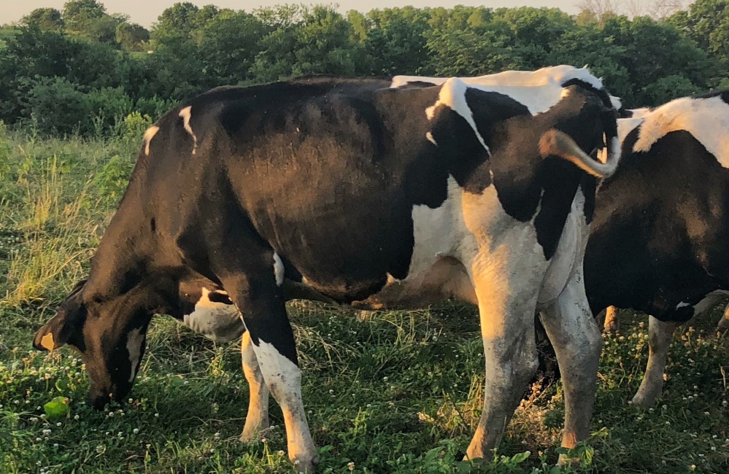 Bovine Basics: Cow Parts Head to Tail – HeimDairy