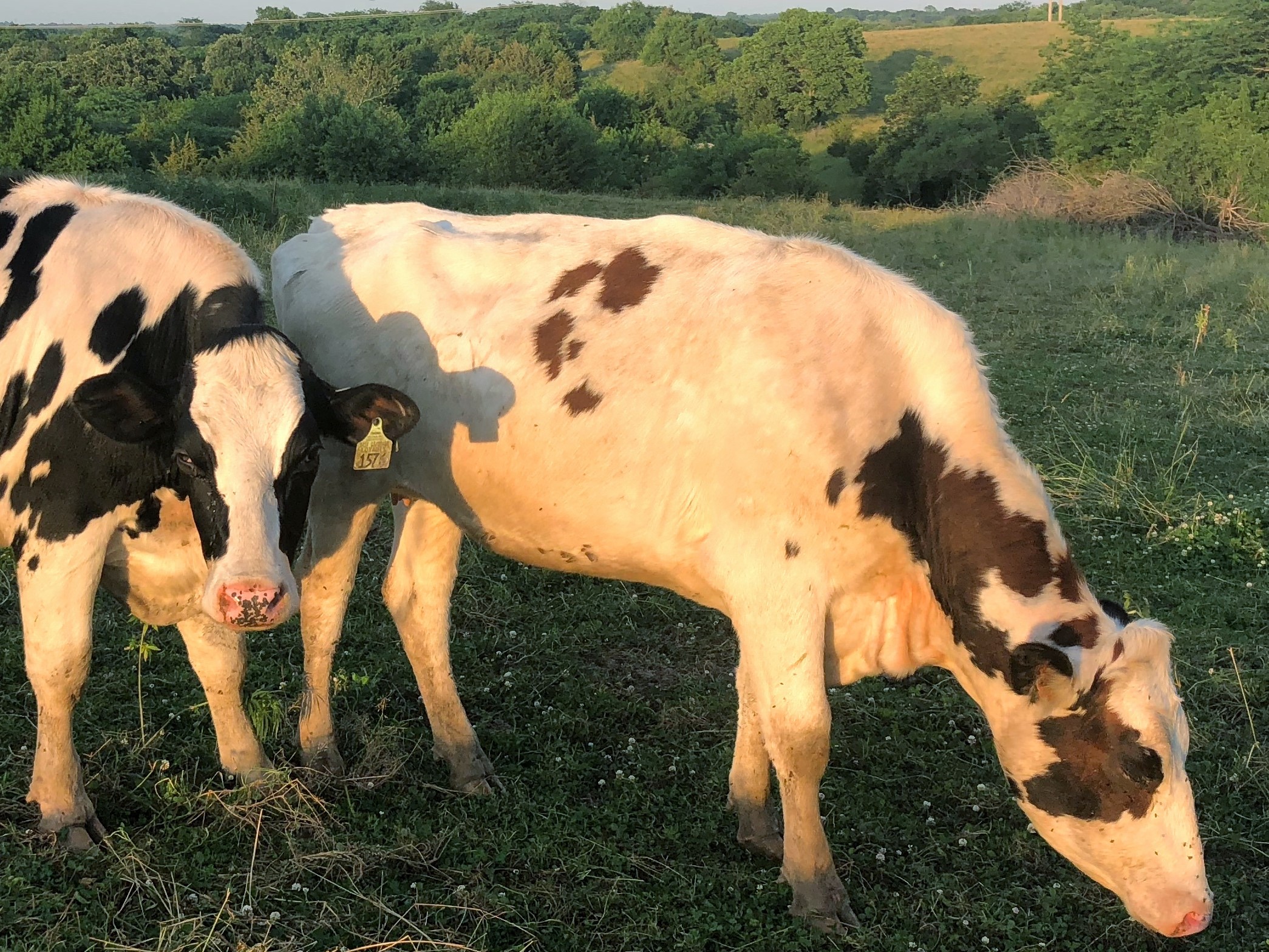 Bovine Basics: Cattle Breeds – HeimDairy