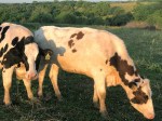 Bovine Basics: Cattle Breeds – HeimDairy